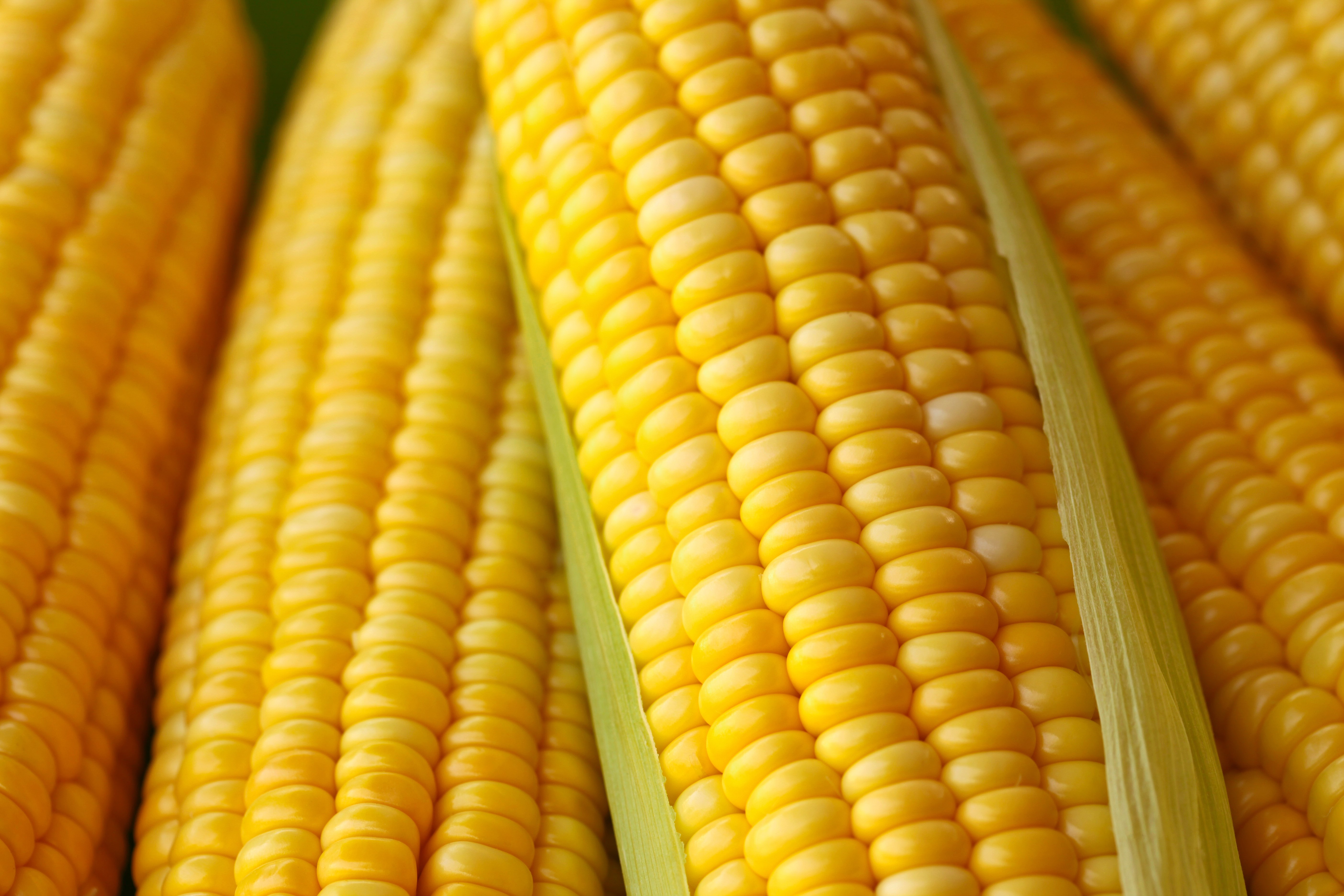 Cómo aumentar el rendimiento del maíz | Yara Argentina